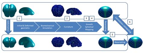 The Pipeline Of The Proposed Framework Of Comparing Two Brains Download Scientific Diagram