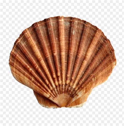 PNG Image Of Sea Shell With A Clear Background Image ID 5812 TOPpng