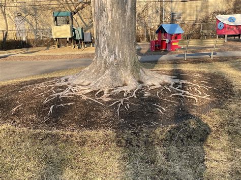 Exposed Tree Roots In Lawn