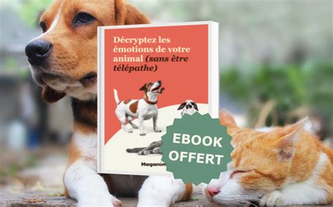 Pododermatite Chez Le Lapin Causes Prévention Et Traitement De Cette Affection Des Pattes