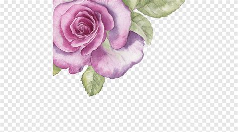 фиолетовая роза акварельные цветы Акварельная живопись роза ручная роспись фиолетовыми цветами