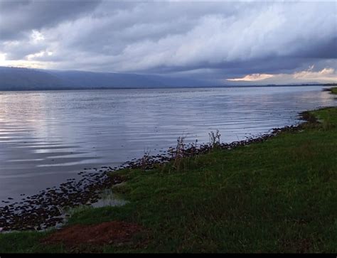 Kevin Nderitu On Linkedin Greycrownedcrane