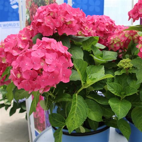 Hydrangea ‘summer Crush Greenhouse Product News