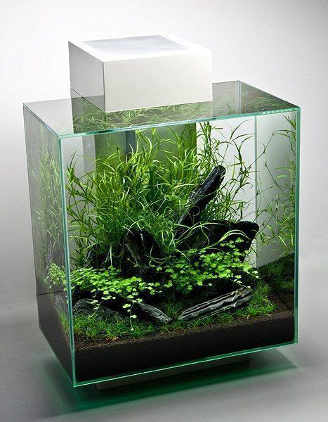 Top 5 Fast Growing Aquarium Plants For Planted Tanks Artofit