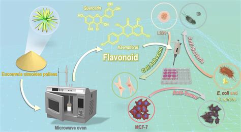 Optimization Of Flavonoid Extraction From Eucommia Ulmoides Pollen