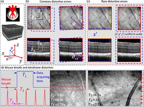 Temporal Speckle Averaging Of Optical Coherence Tomography Volumes For In Vivo Cellular