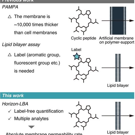Horizontal Lipid Bilayer Permeability Assay Horizon Lba A Download Scientific Diagram