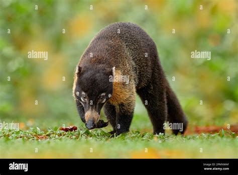 White Nosed Coati Nasua Narica Green Grass Habitat National Park