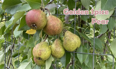 Early Gold Pear Nice Guys Nursery