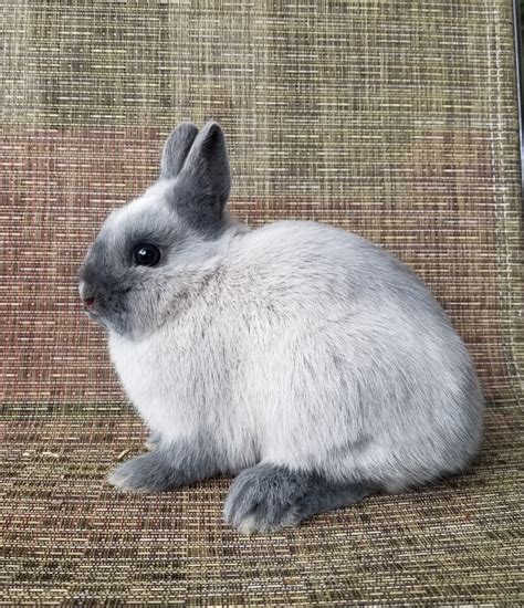 Netherland Dwarfs Beauty Rabbitry