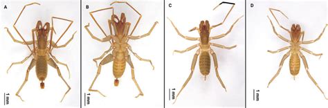 Challenges Confronting Spider Taxonomy In Asia Asian Society Of Arachnology