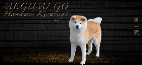 Megumi Go Hanawa Kisaragi Fena Japonsk Ho Plemene Akita Inu Chovatelsk Stanice Akita Inu