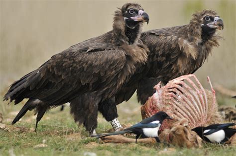 Year Of Impact Our Contribution To Vulture Conservation In 2024