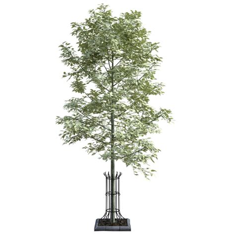 Tree Grate D Free Image On Pixabay