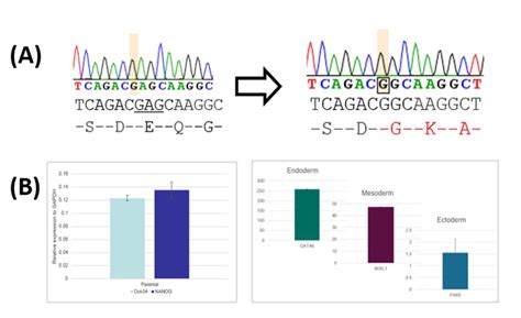 Gene Manipulation In Ipscs Research Revvity