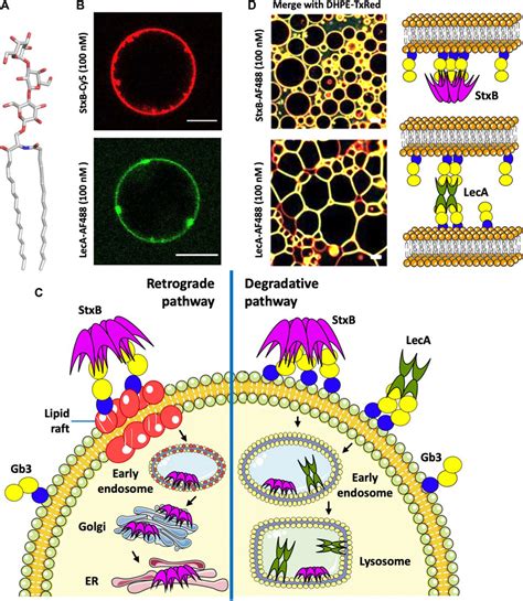 Glycosphingolipid Structure