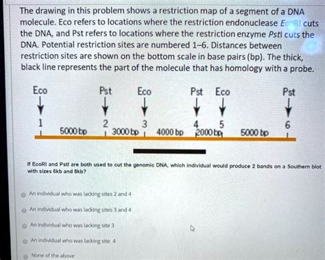 Solved The Drawing In This Problem Shows A Restriction Map Of A