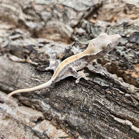 Lily White Crested Geckos Spider Shoppe