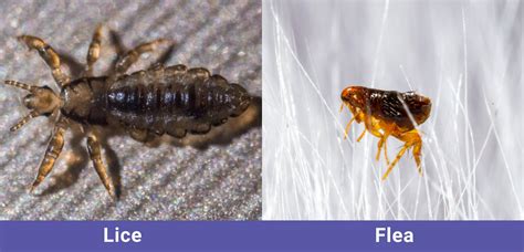Cat Lice Vs Fleas Vet Reviewed Key Differences Catster