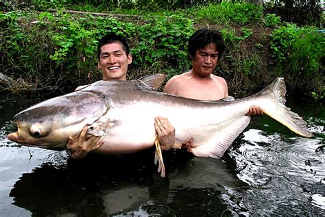 World Record Mekong Giant Catfish
