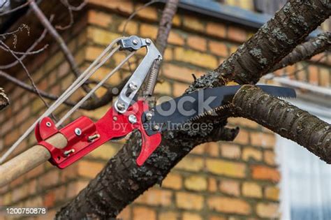 Different Types Of Tree Loppers Day Tree Services