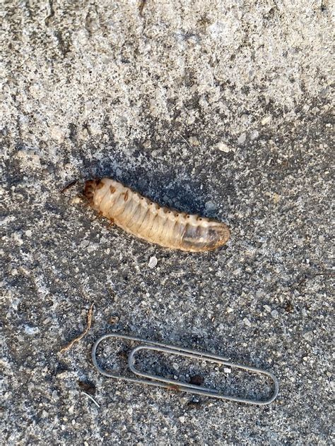 Worm Like Larvae Identification How To Get Rid Of Grubs Sod