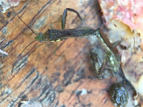 Bow Legged Bug Causes Symptoms And Solutions What S That Bug