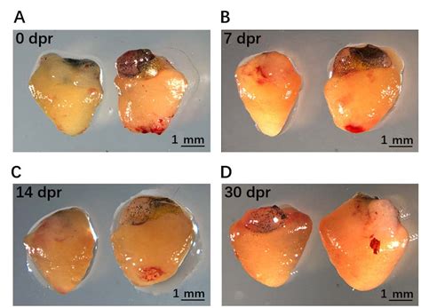 An Apical Resection Model In The Adult Xenopus Tropicalis Heart