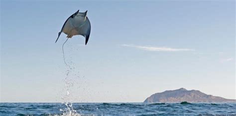 Manta Ray Jumping