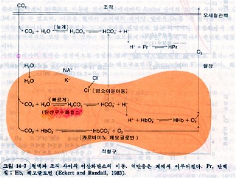 이산화탄소 운반에서 Hco3 가 Na 과 결합하는 이유는 네이버 블로그