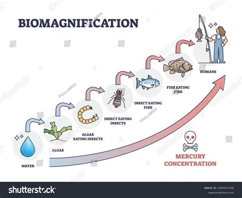 Bioaccumulation Diagram