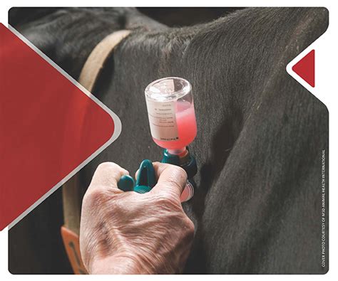 Cattle Vaccination Information Leaflet Animal Health Ireland