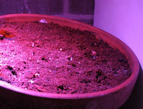 Create The Arduino Driven Led Growbox 12 Steps Instructables