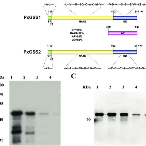 Protein Structural Analysis And Antibody Specificity For Pxgss1 2 A Download Scientific
