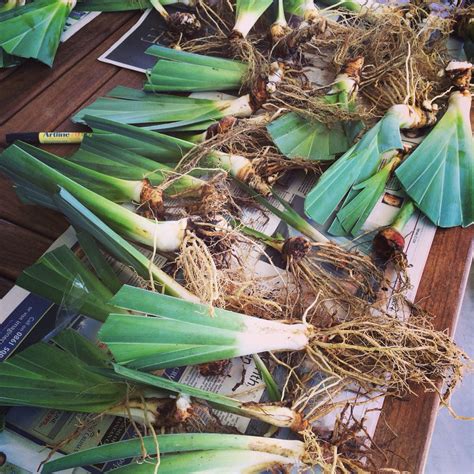 Bearded Iris Propagation Day Backyard Farming Bearded Iris