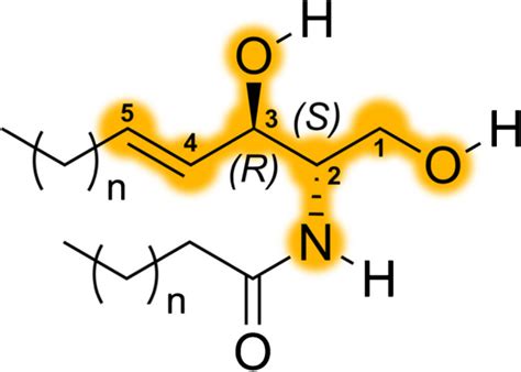 Why Do We Study Sphingolipids Pmc