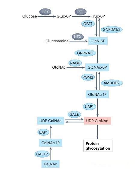 文献解析 蛋白质糖基化与心血管健康：机制、挑战与未来展望
