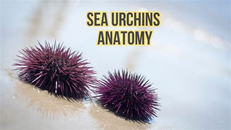 Sea Urchin Anatomy Untitled Document