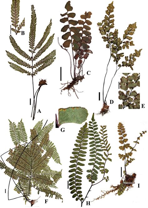 Adiantum Intermedium A Fertile Fronds B Fertile Pinnule Adiantum