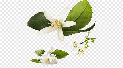흰 꽃 차 꽃 레몬 자스민 향수 녹색 자몽 꽃 화이트 잎 Png Pngegg