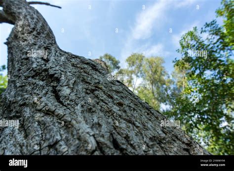 Tree Trunk With Detailed Bark And Green Canopy A Close Up Of A Tree S Textured Bark Low Angle