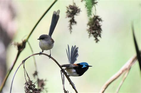 Fairy Wren Birdshot Photography