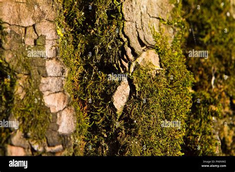 Green Moss On Forest Tree Background Stock Photo Alamy