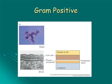 Ppt Prokaryote Cell Structure And Function Powerpoint Presentation Free Download Id 254583