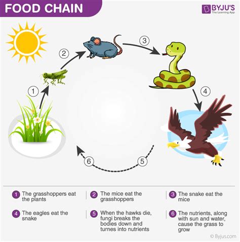 Ecosystem Structure Types Components And Functions Of Ecosystem