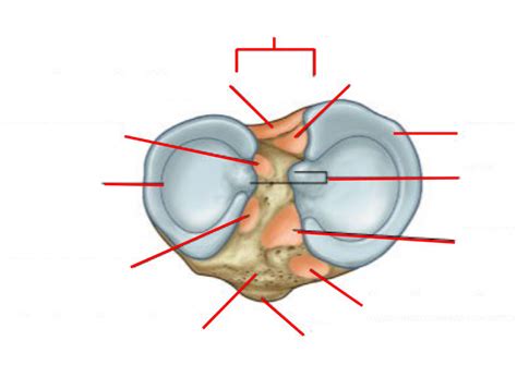 Superior View Of Tibia Diagram Quizlet