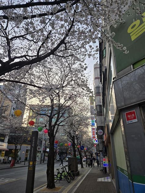 하늘을 쳐다 보니 서울에도 벚꽃이 활짝 피었습니다 내일 비가 오면 어렵게 핀 벚꽃들의 꽃잎이 우수수 떨어지겠지만 여튼 정맡 봄인가 봅니다 링크드인을 통하여 조직