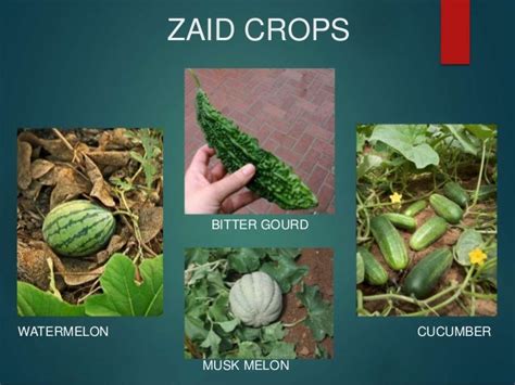 Seasonscrops And Loo Class 9 Ppt