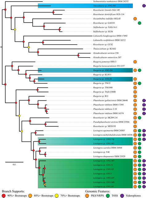 Mlsa Analysis Of Roseobacter Clade Isolates From The Ang With Closely