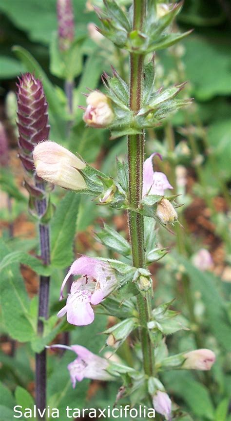 S Taraxicifolia Seed A Small Clumping Salvia With Greysilver